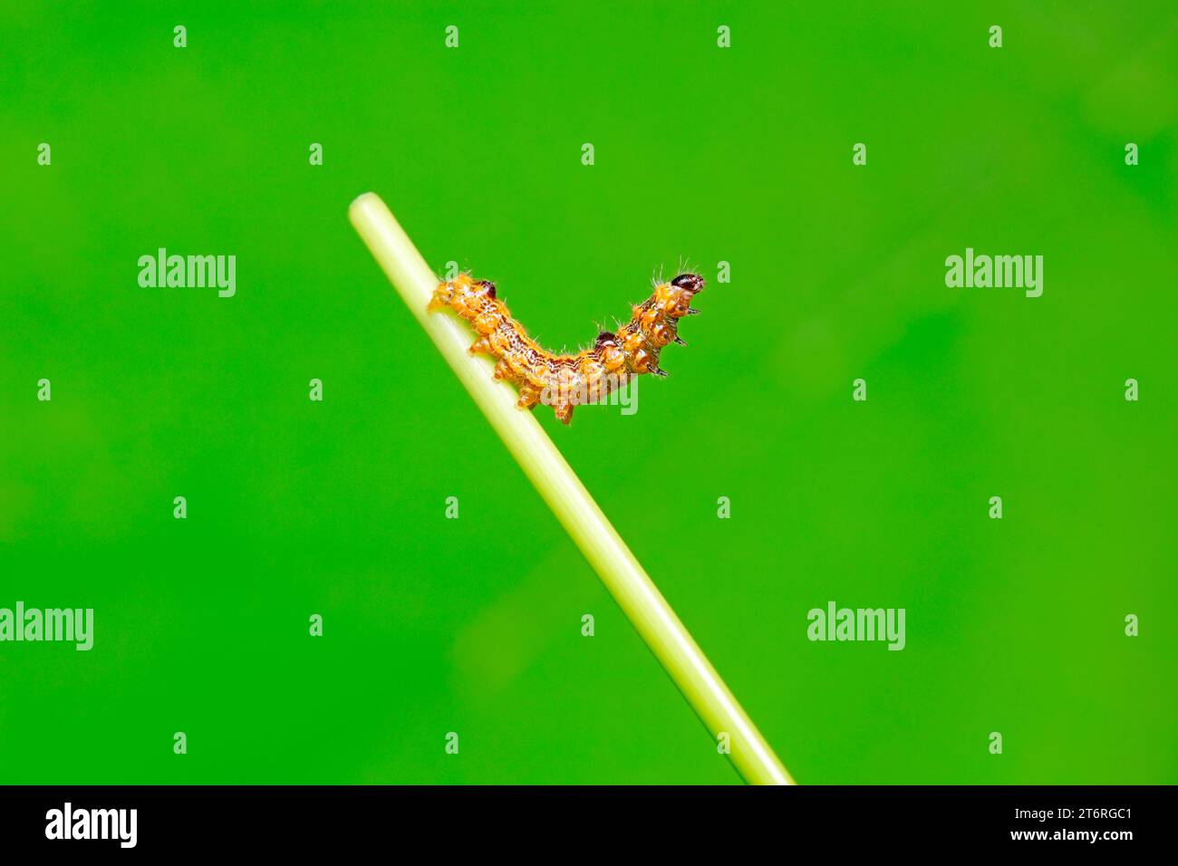 The larvae of the moth inhabit wild plants in North China Stock Photo ...