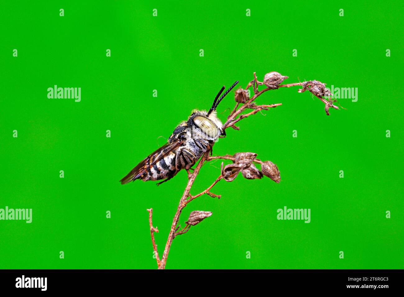 Bees inhabit plants, North China Stock Photo - Alamy
