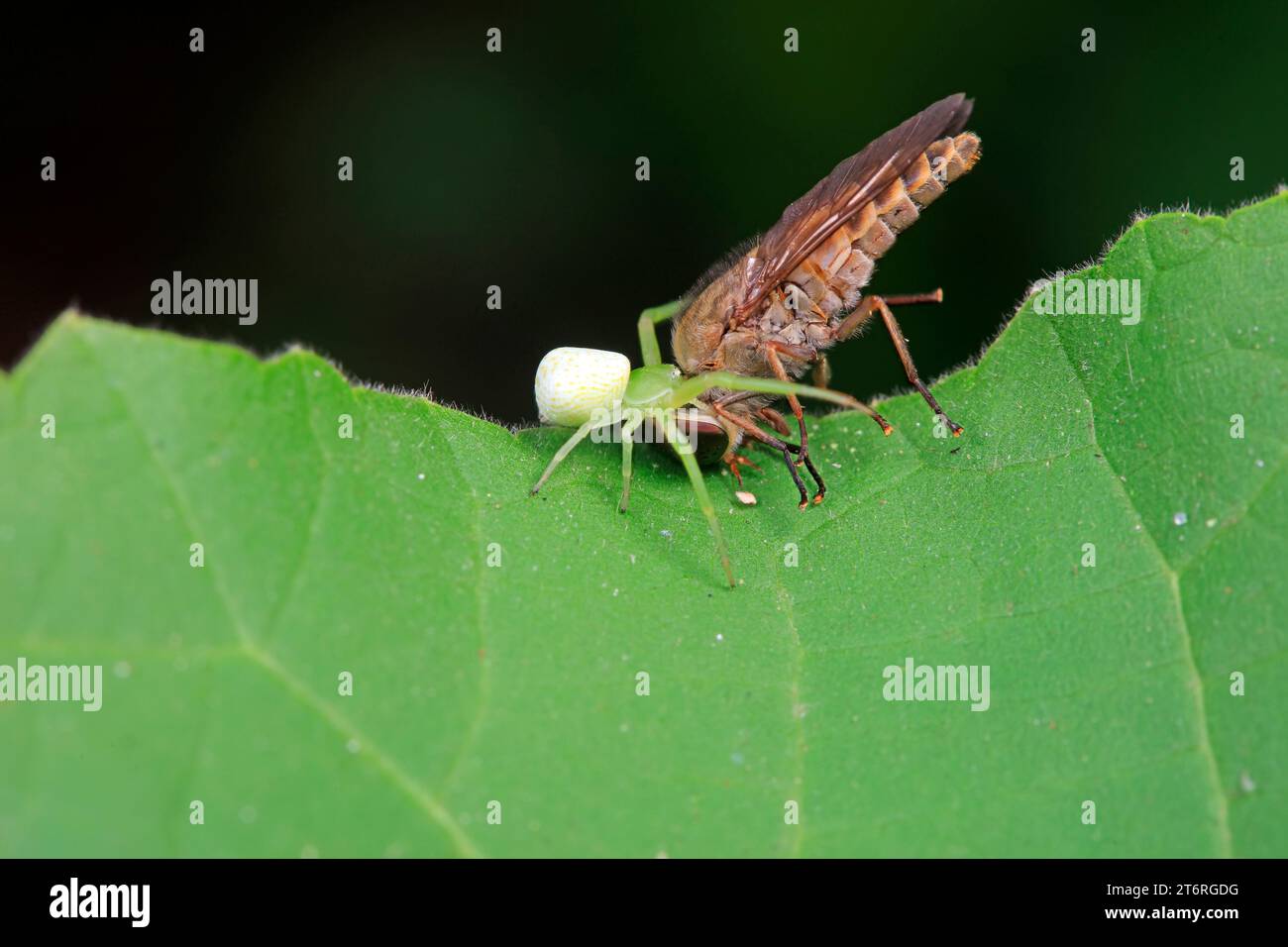 Green crab spider preys on Tabanidae insects in the wild, North China ...