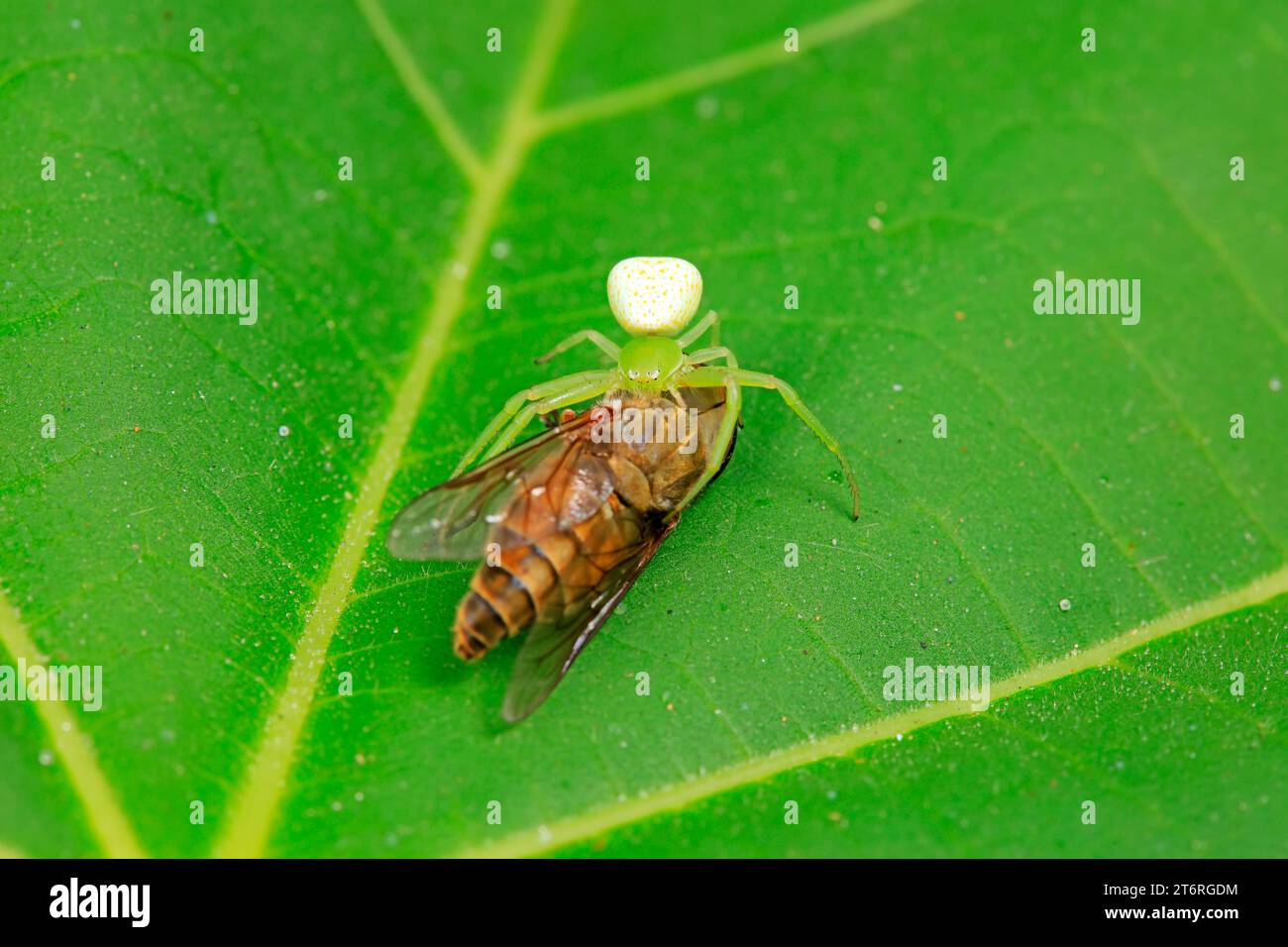 Green crab spider preys on Tabanidae insects in the wild, North China ...