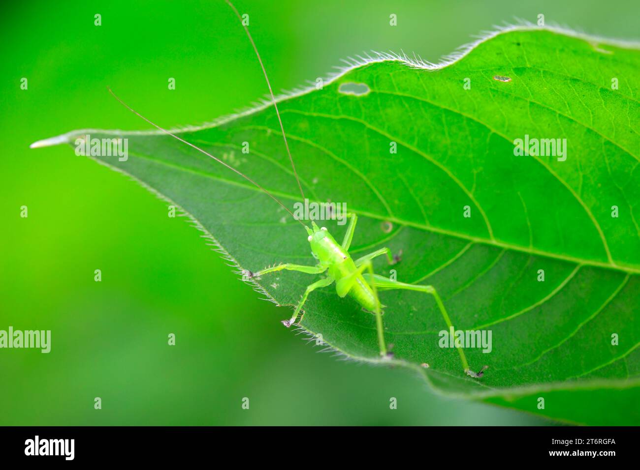 The nymph of the insect is on the lotus leaf Stock Photo - Alamy