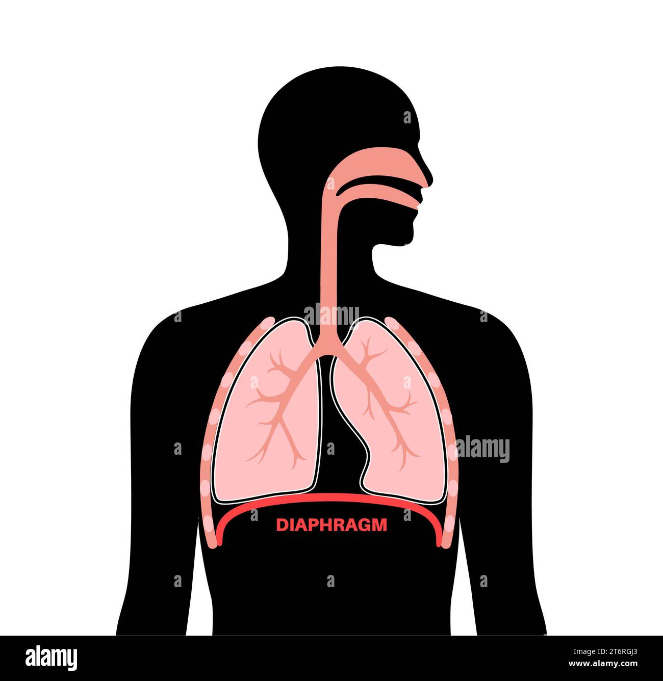 Diaphragm anatomy, illustration Stock Photo - Alamy