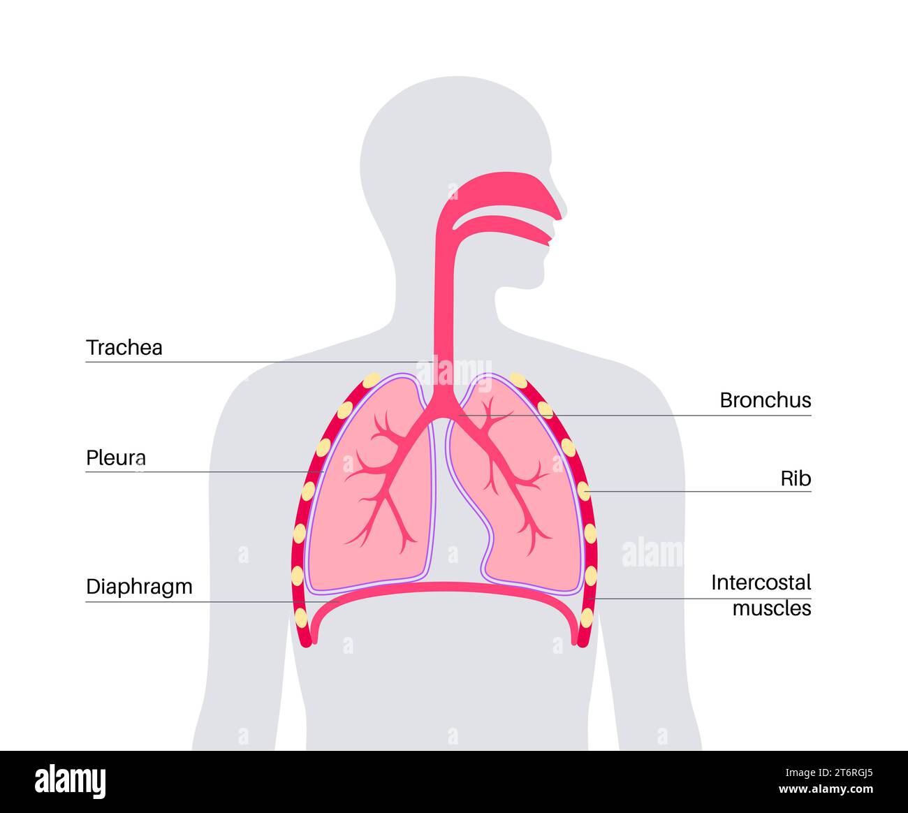 Respiratory system and anatomy hi-res stock photography and images - Alamy