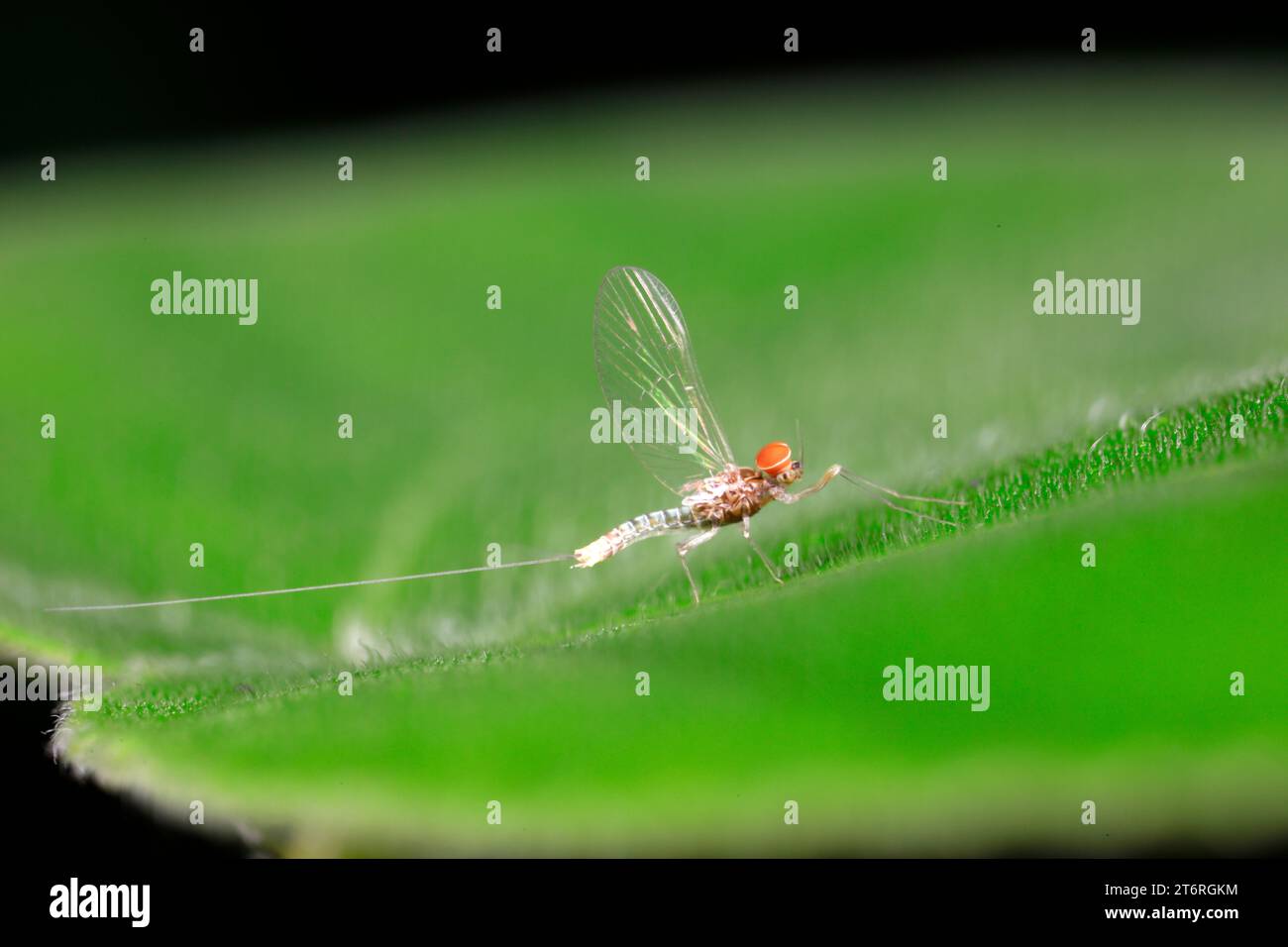 Mayfly rest on green leaf hi-res stock photography and images - Alamy