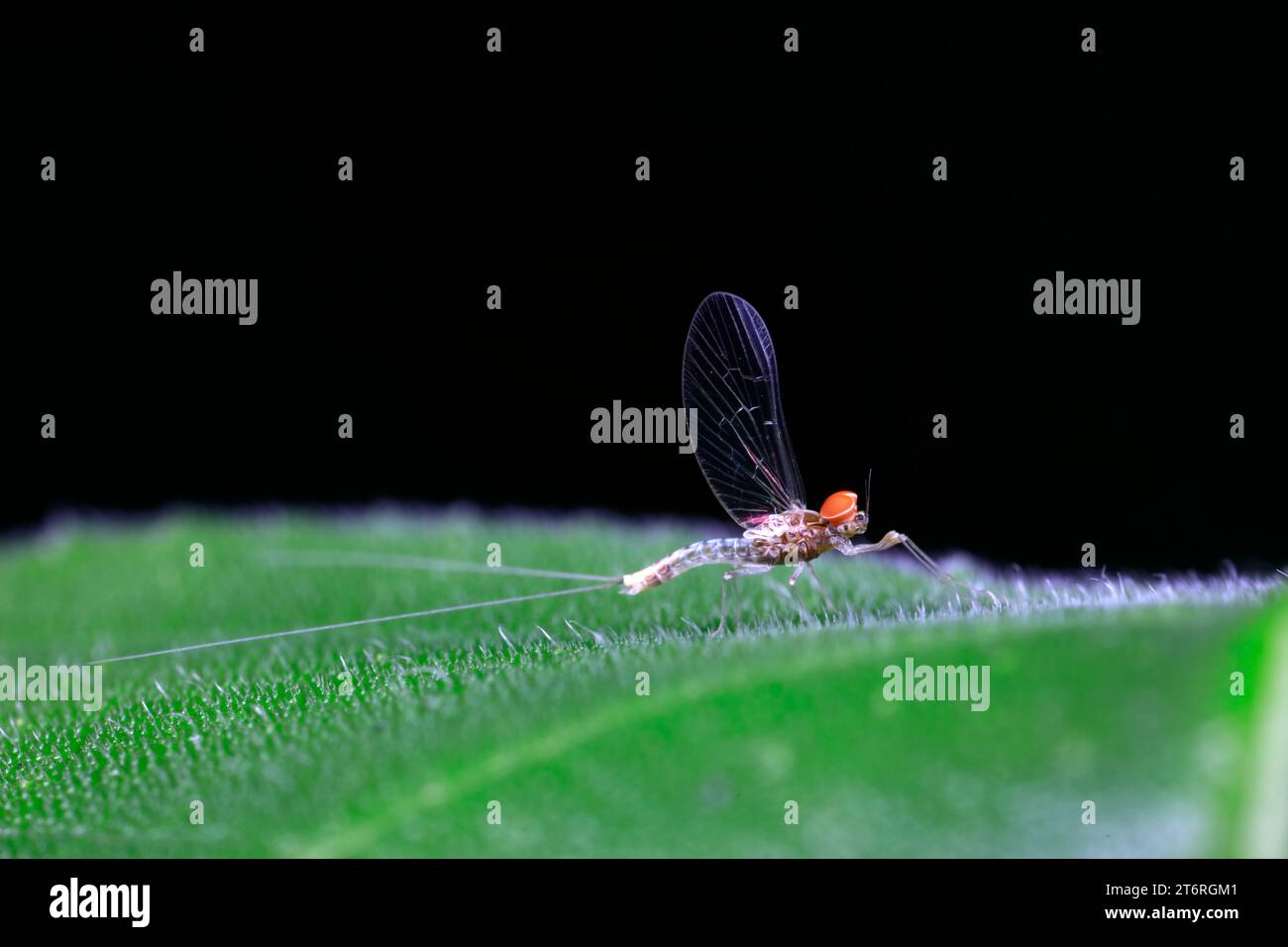 mayfly on the green leaves Stock Photo - Alamy