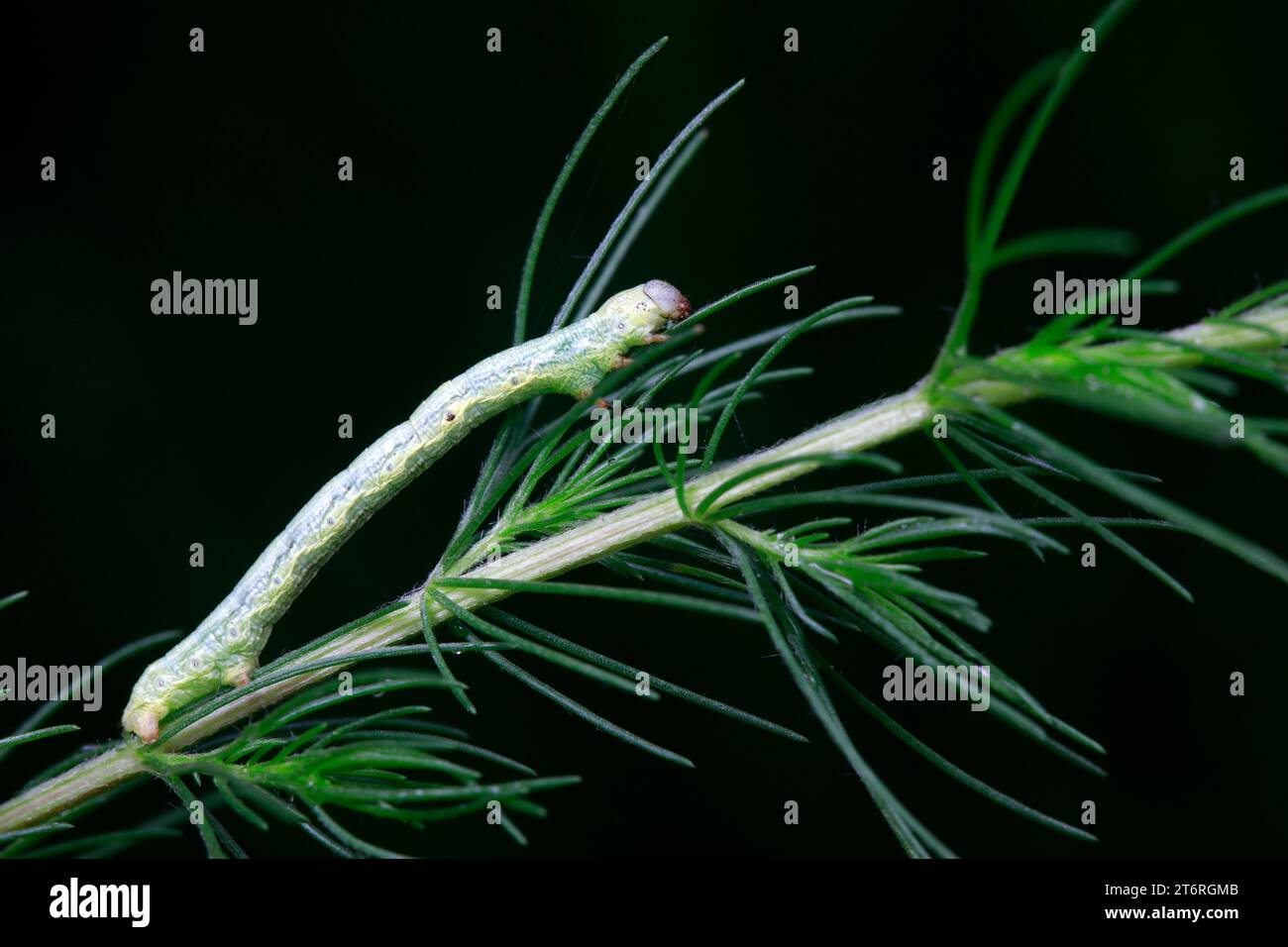 Inchworm leaf hi-res stock photography and images - Alamy