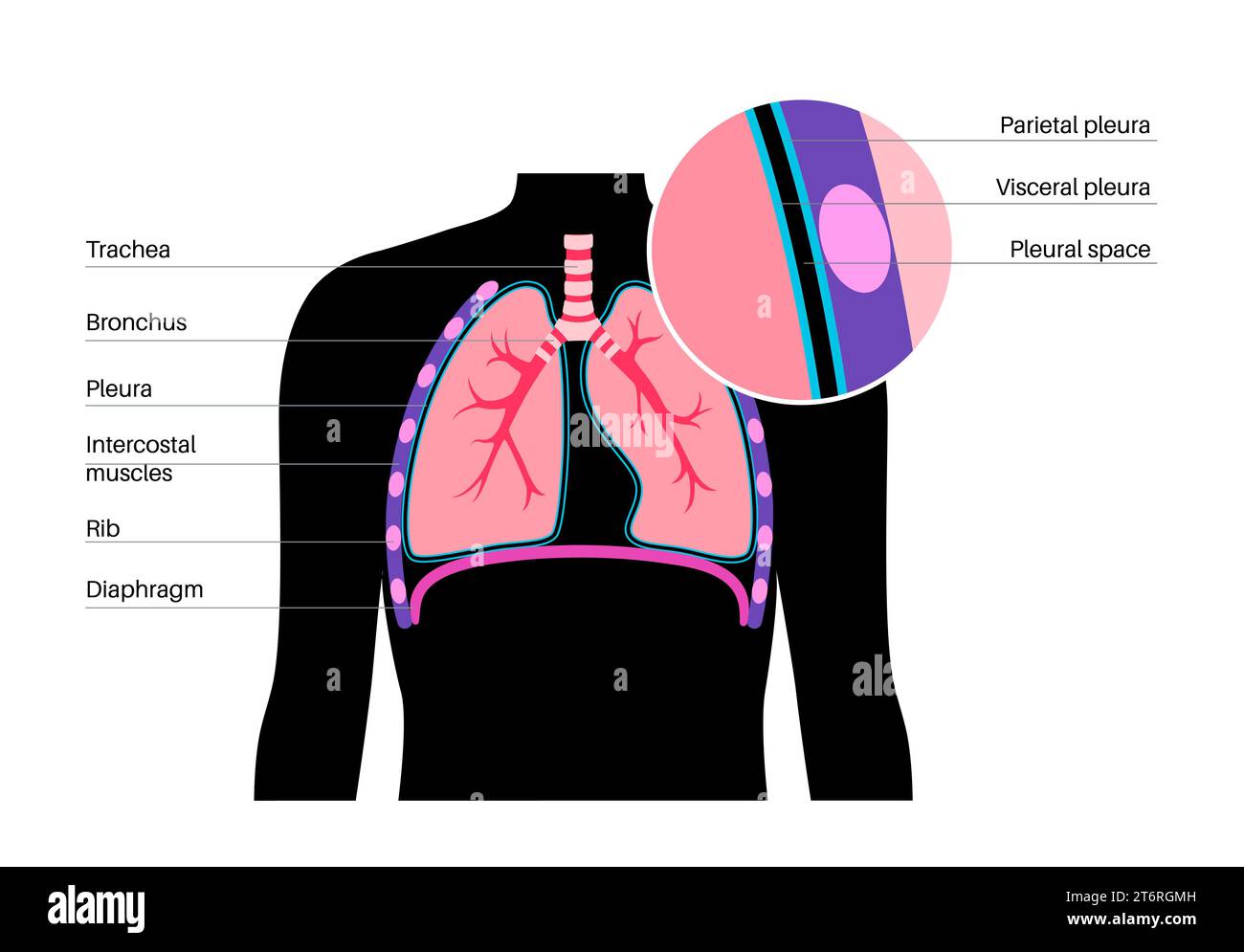 Pleura anatomy, illustration Stock Photo - Alamy