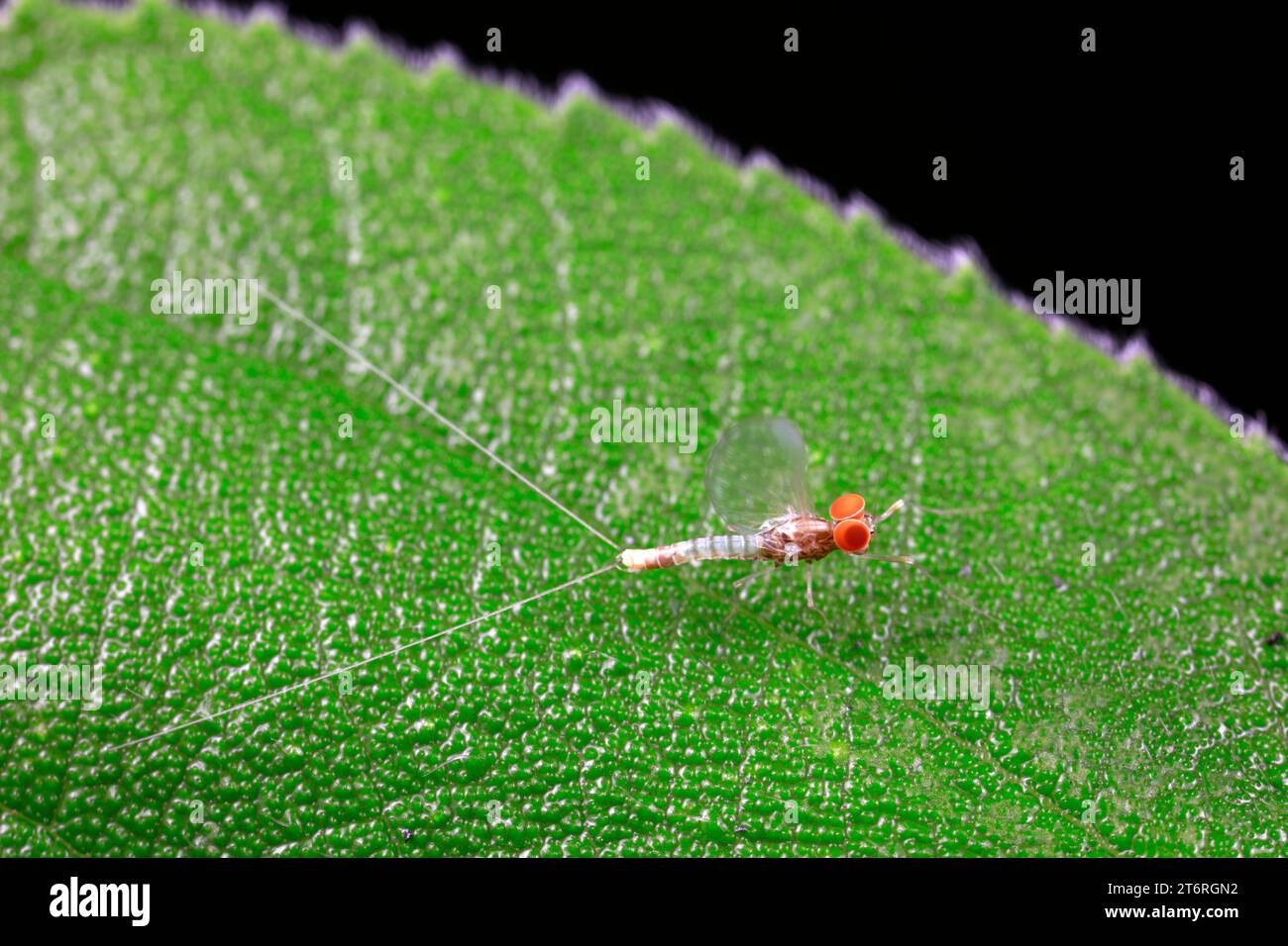 Mayfly on green background hi-res stock photography and images - Alamy