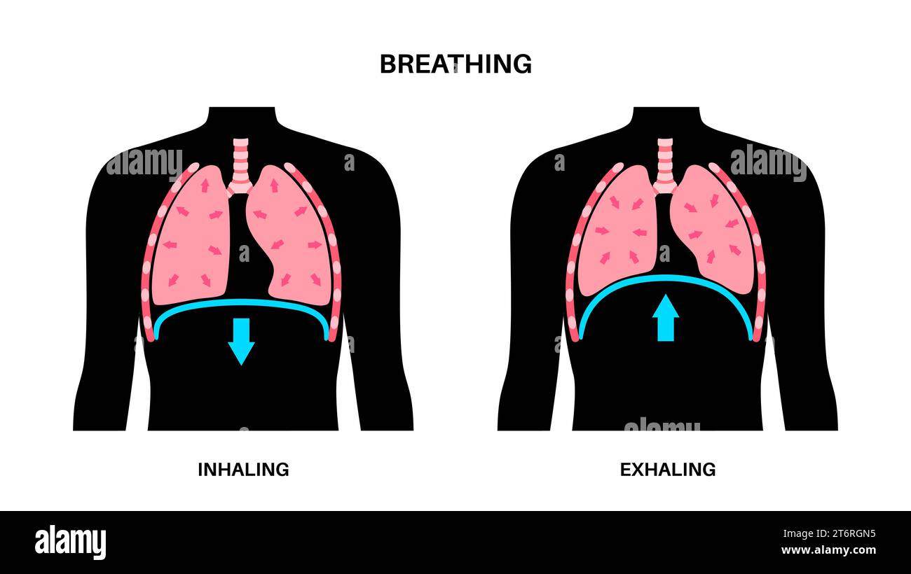 Breathing process, illustration Stock Photo - Alamy