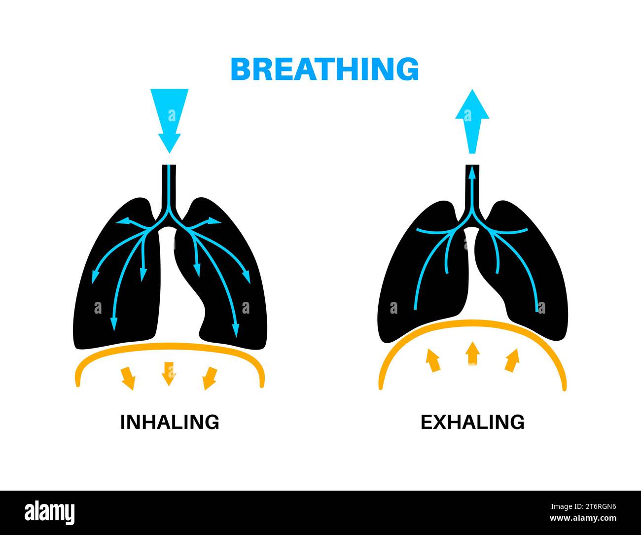 Breathing process, illustration Stock Photo - Alamy