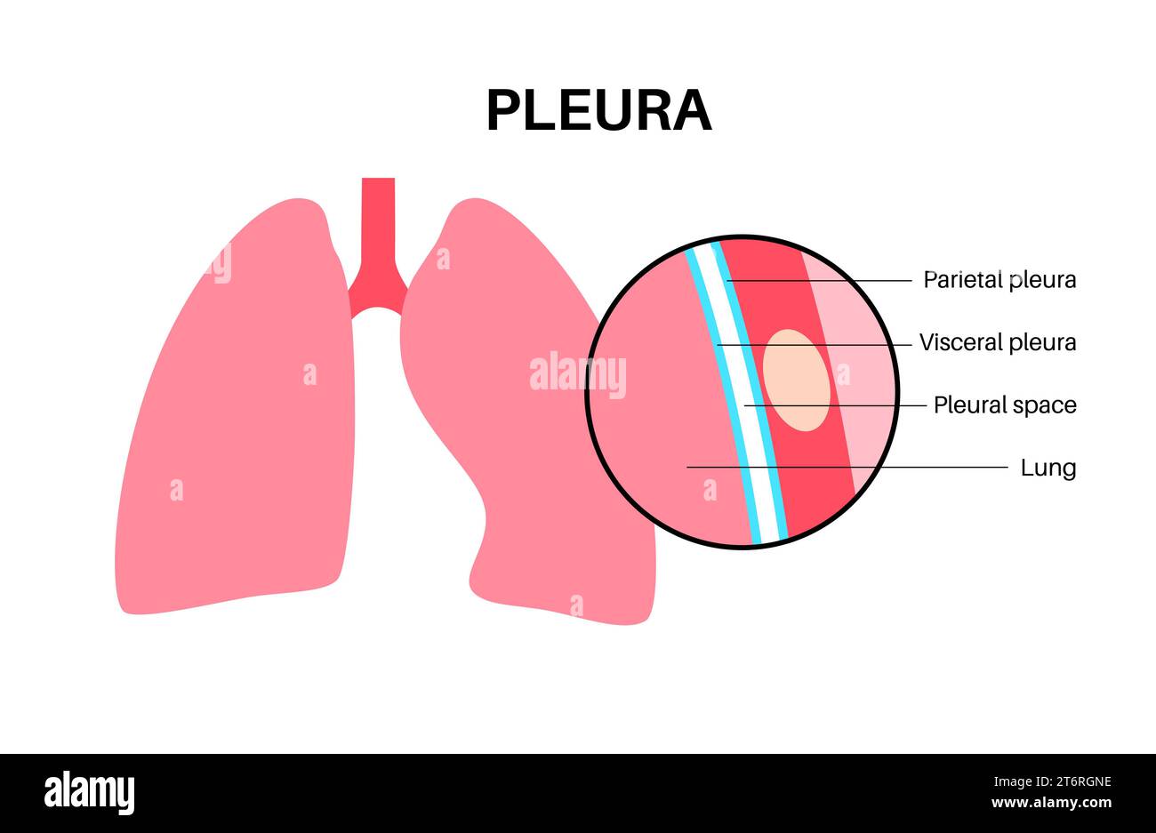 Pleura anatomy, illustration Stock Photo - Alamy