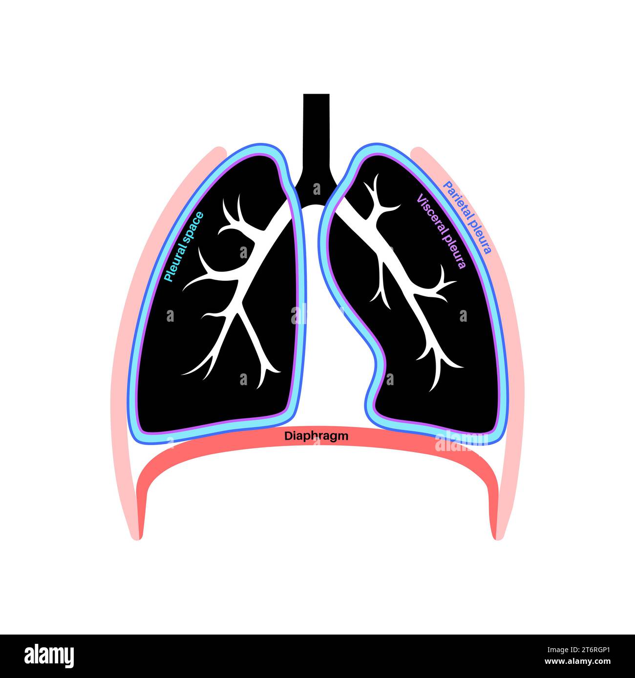 Pleura anatomy, illustration Stock Photo - Alamy