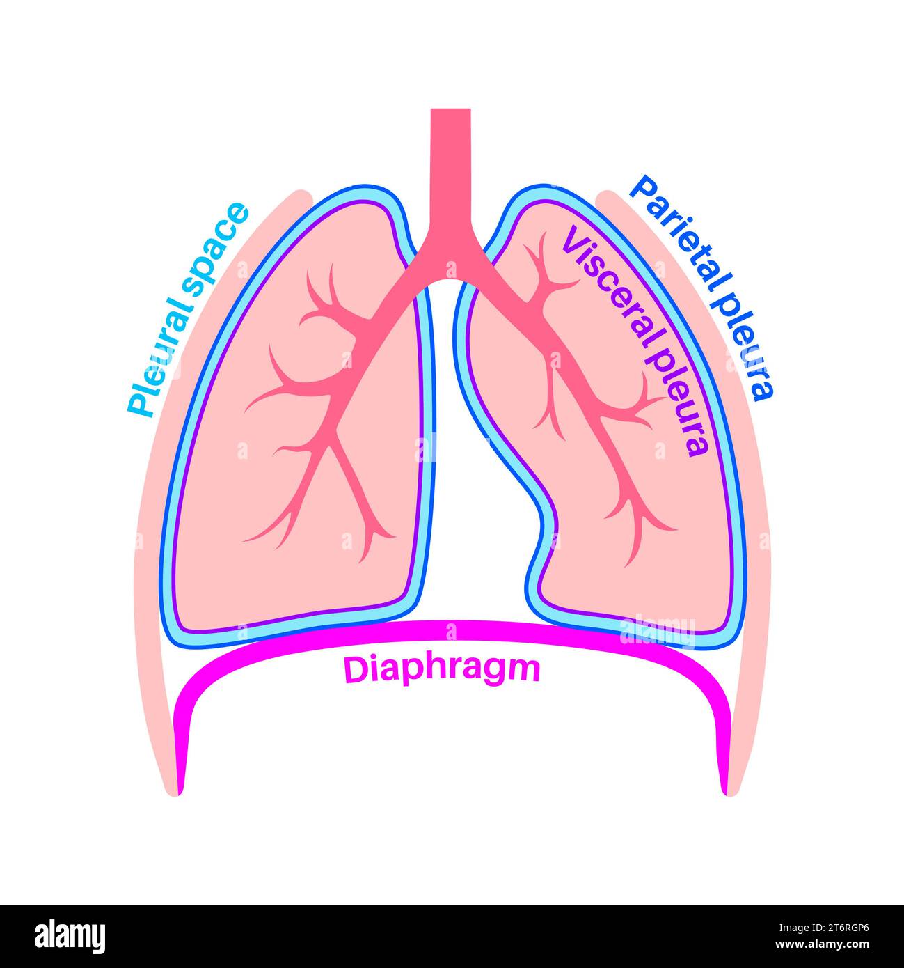 Pleura anatomy, illustration Stock Photo - Alamy
