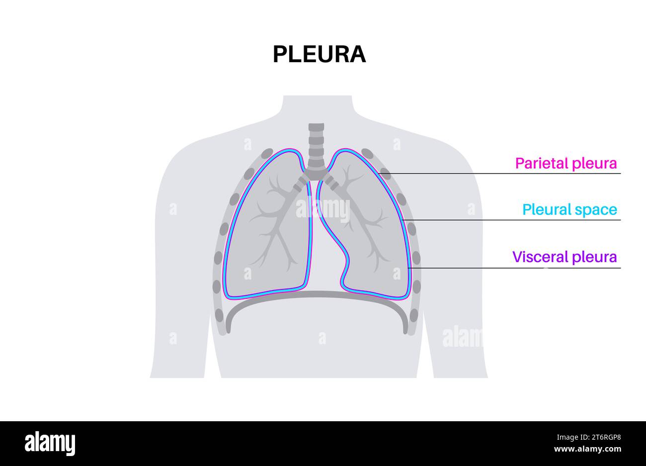 Pleura anatomy, illustration Stock Photo - Alamy