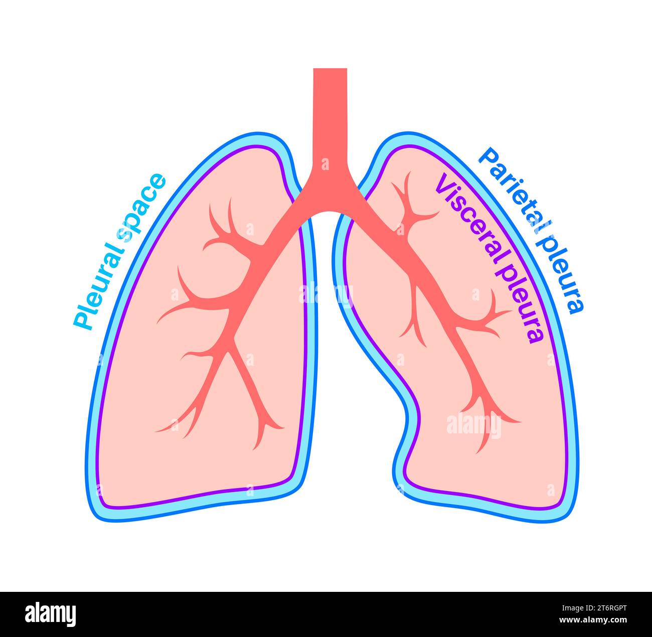 Pleura anatomy, illustration Stock Photo - Alamy