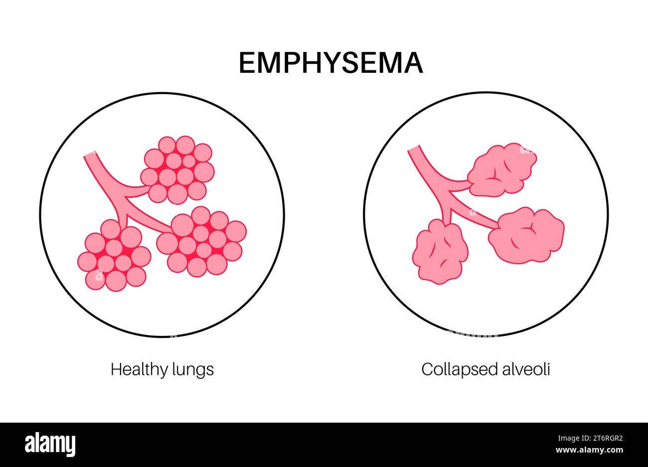 Cell labelled diagram hi-res stock photography and images - Alamy