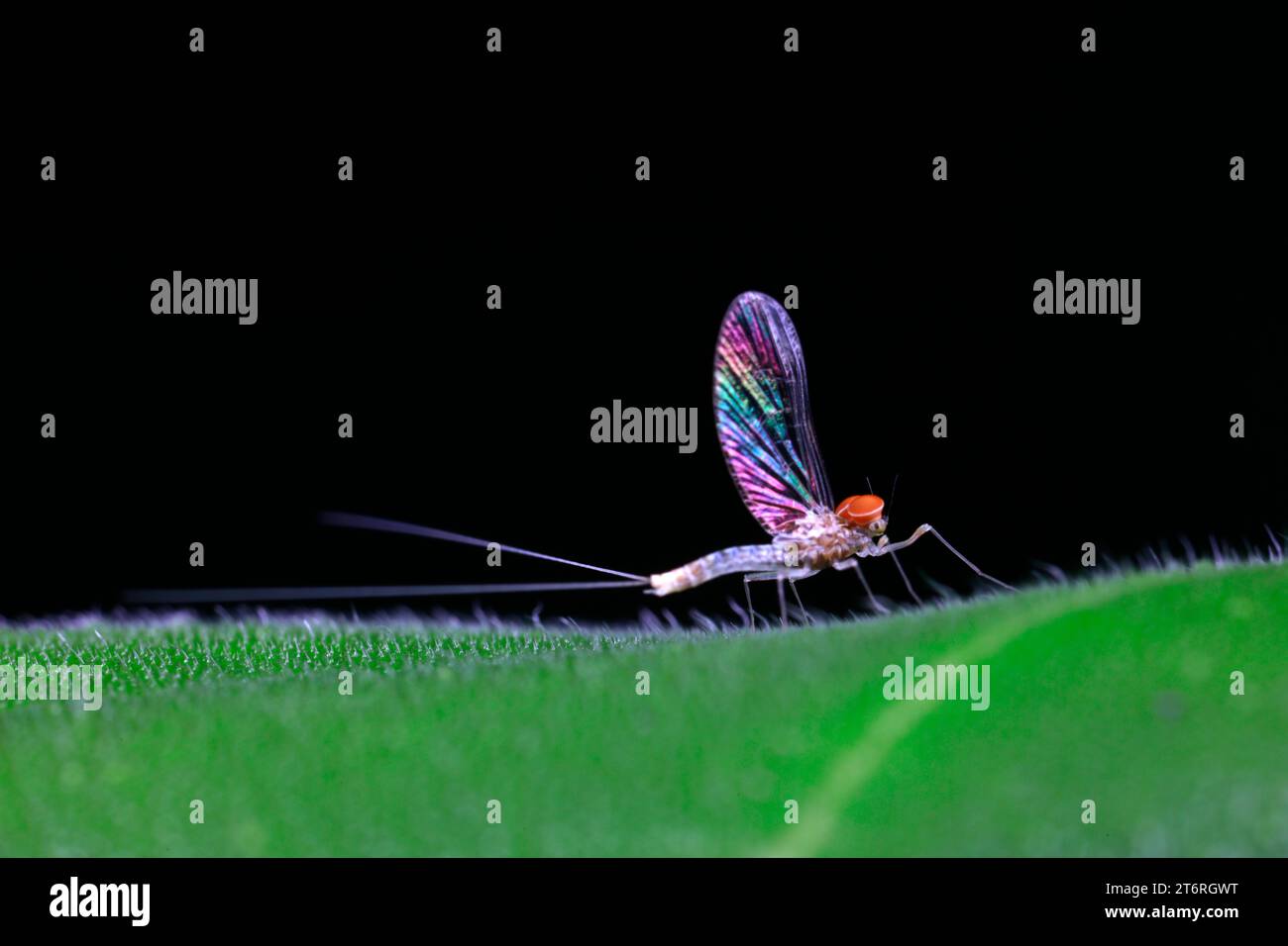 Mayfly rest on green leaf hi-res stock photography and images - Alamy