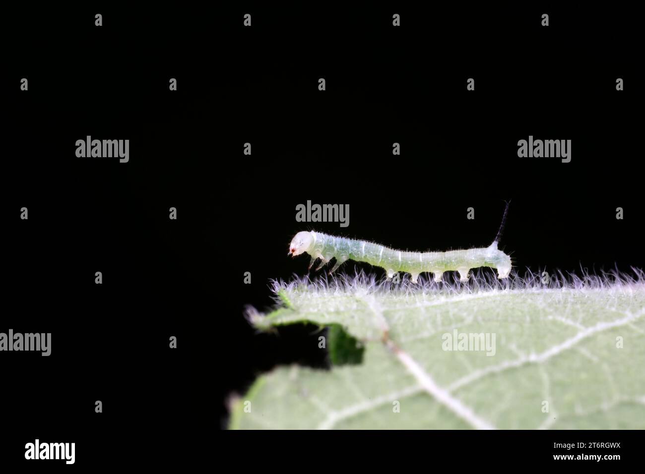 Sphingidae moth larvae on hi-res stock photography and images - Alamy
