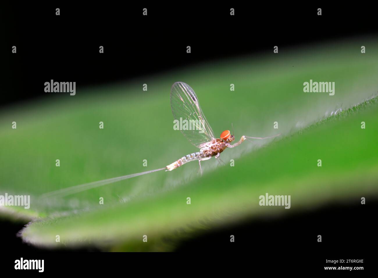 Mayfly summer nature insect detail hi-res stock photography and images ...