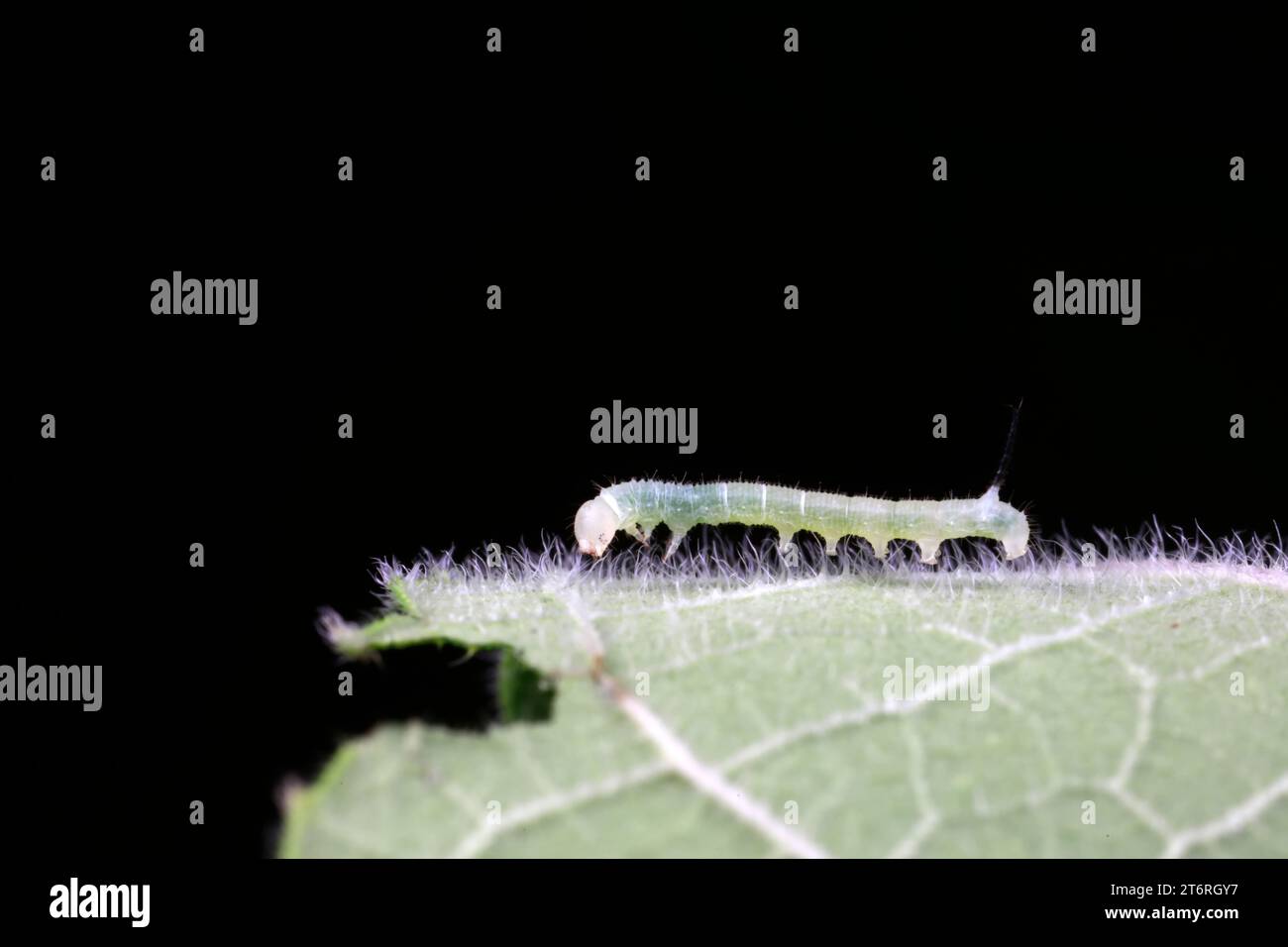 Bug babies leaf hi-res stock photography and images - Alamy