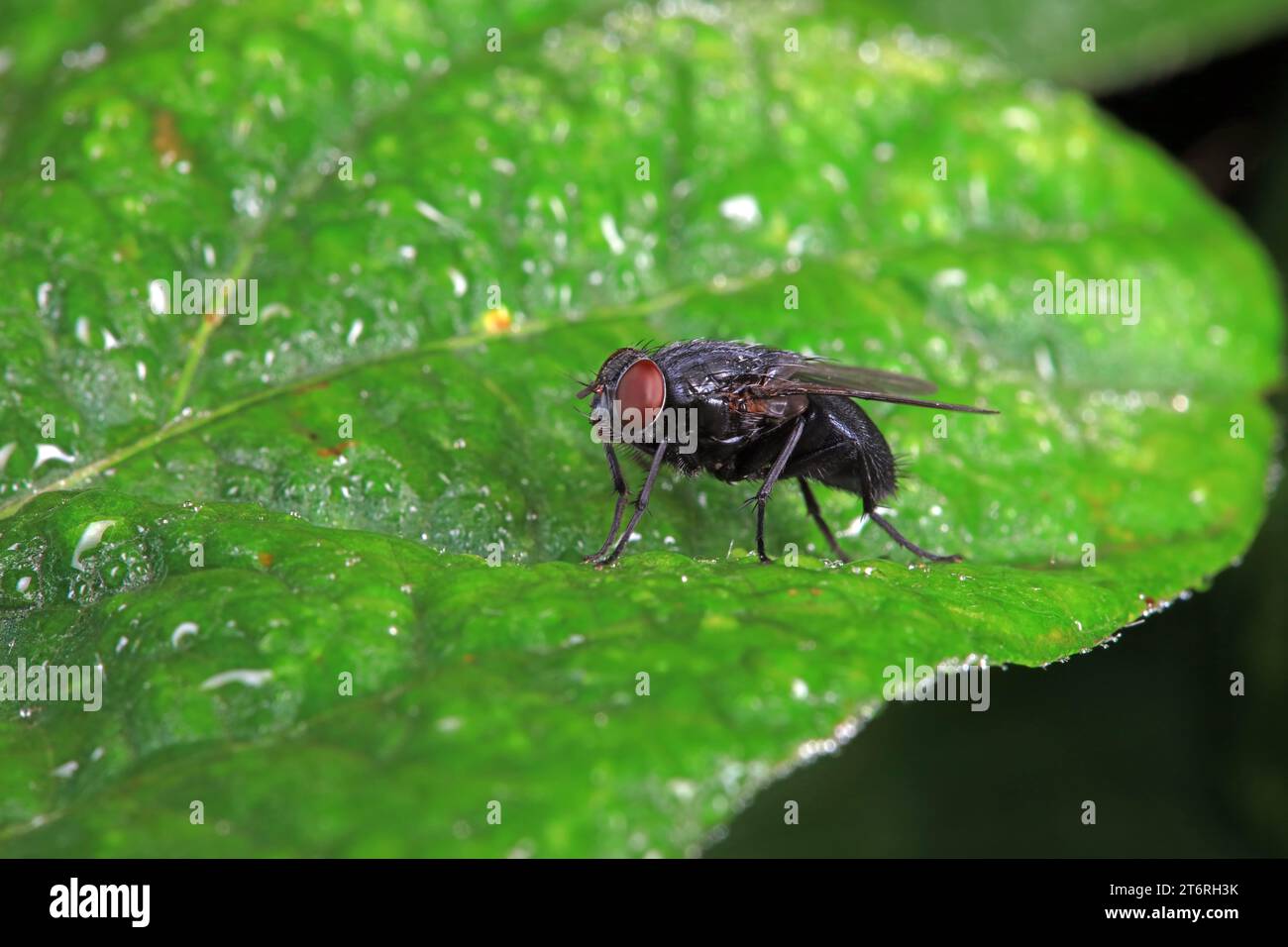 Natural enemies insects hi-res stock photography and images - Alamy