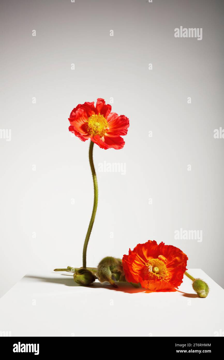 Bright wallpaper for product display, hi res photo Stock Photo - Alamy