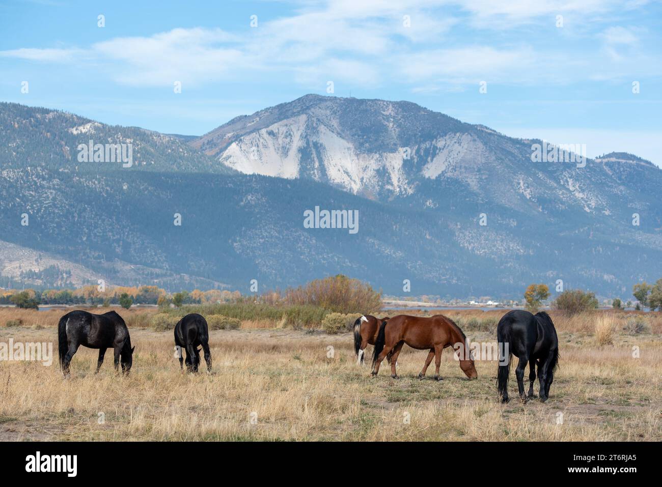Mustangs in high desert in Nevada, USA (Washoe Lake), featuring bay ...