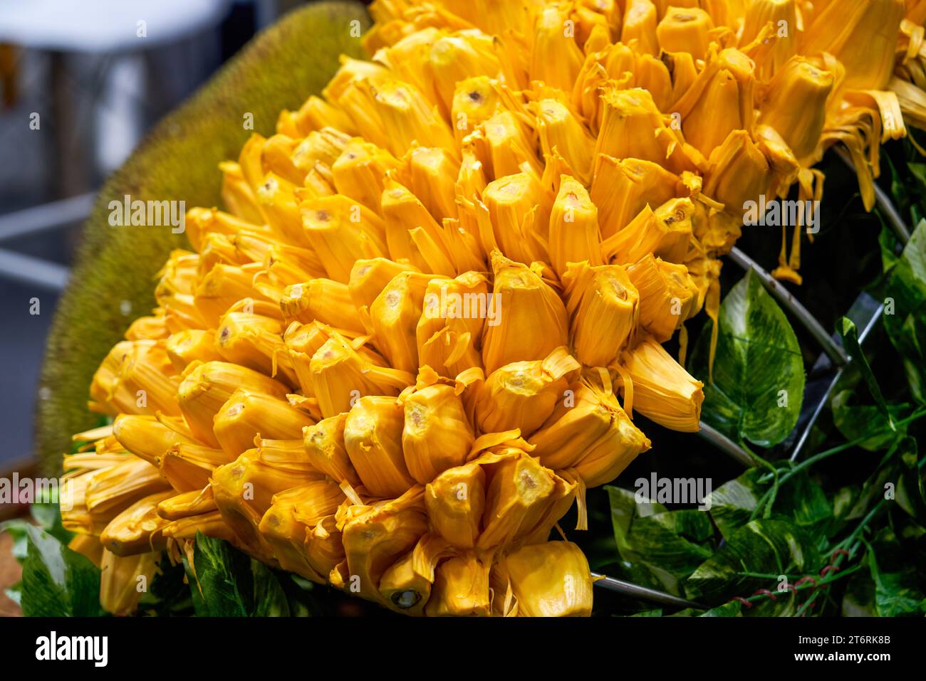 Jackfruit tree flower hi-res stock photography and images - Alamy