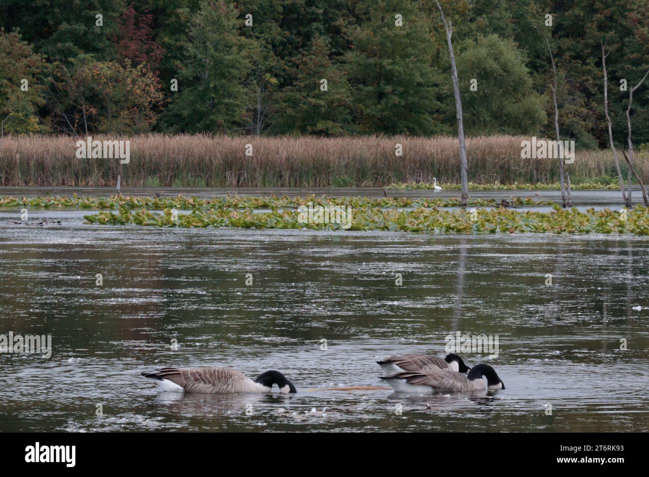 Three geese in a marsh with their heads dipped below the water Stock ...