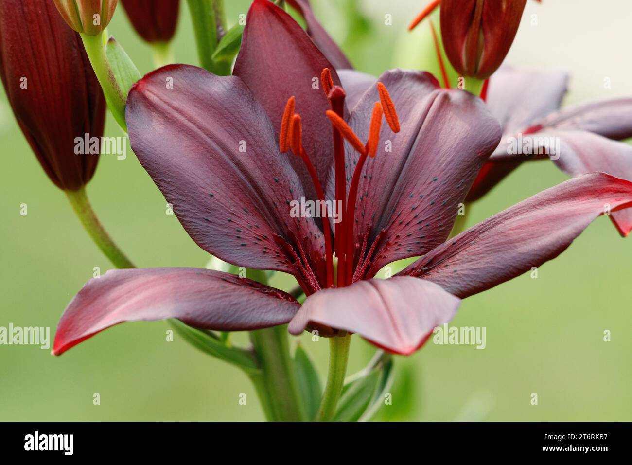 Hot chocolate lilies hi-res stock photography and images - Alamy