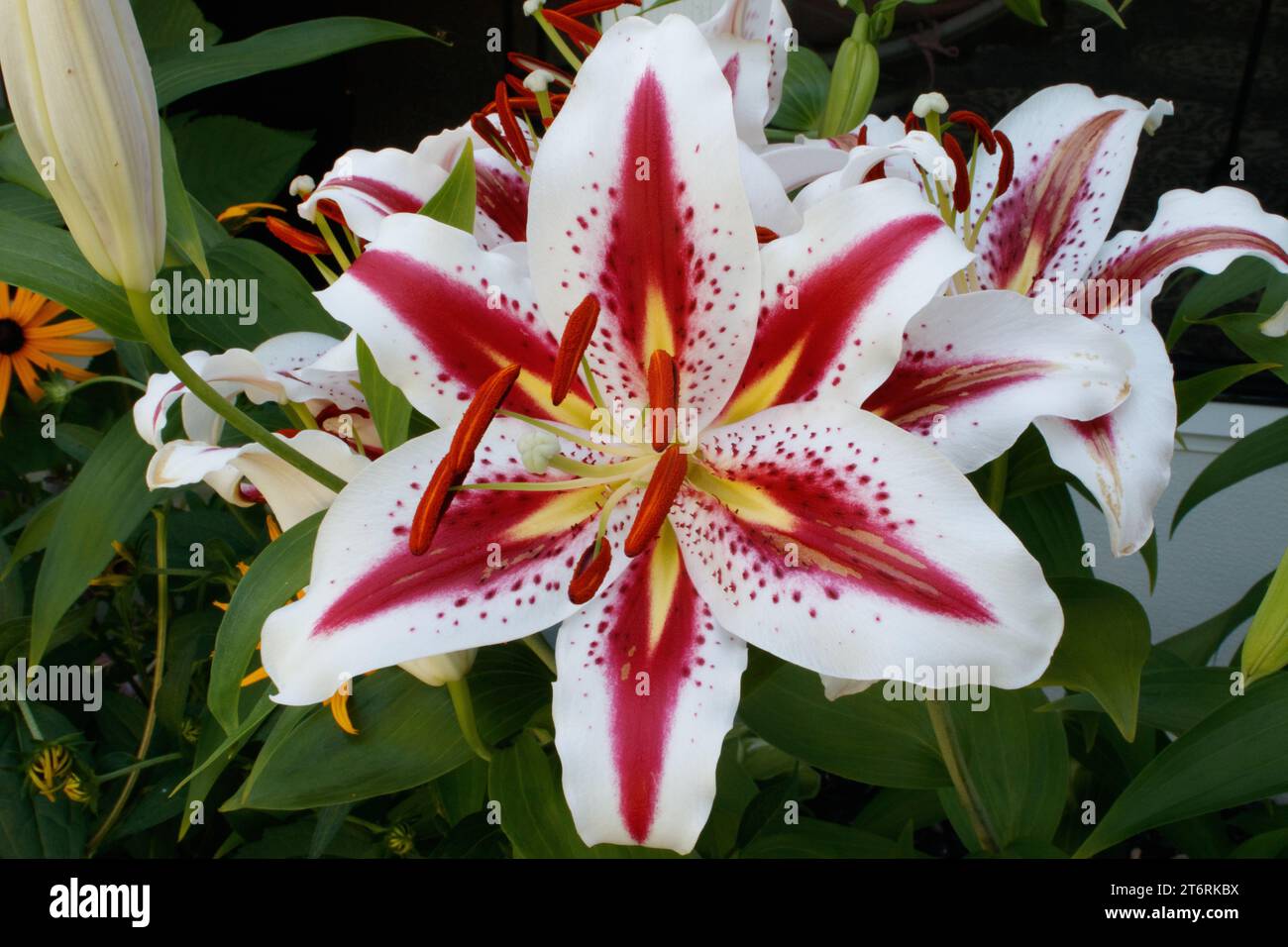 Oriental lilies hi-res stock photography and images - Alamy