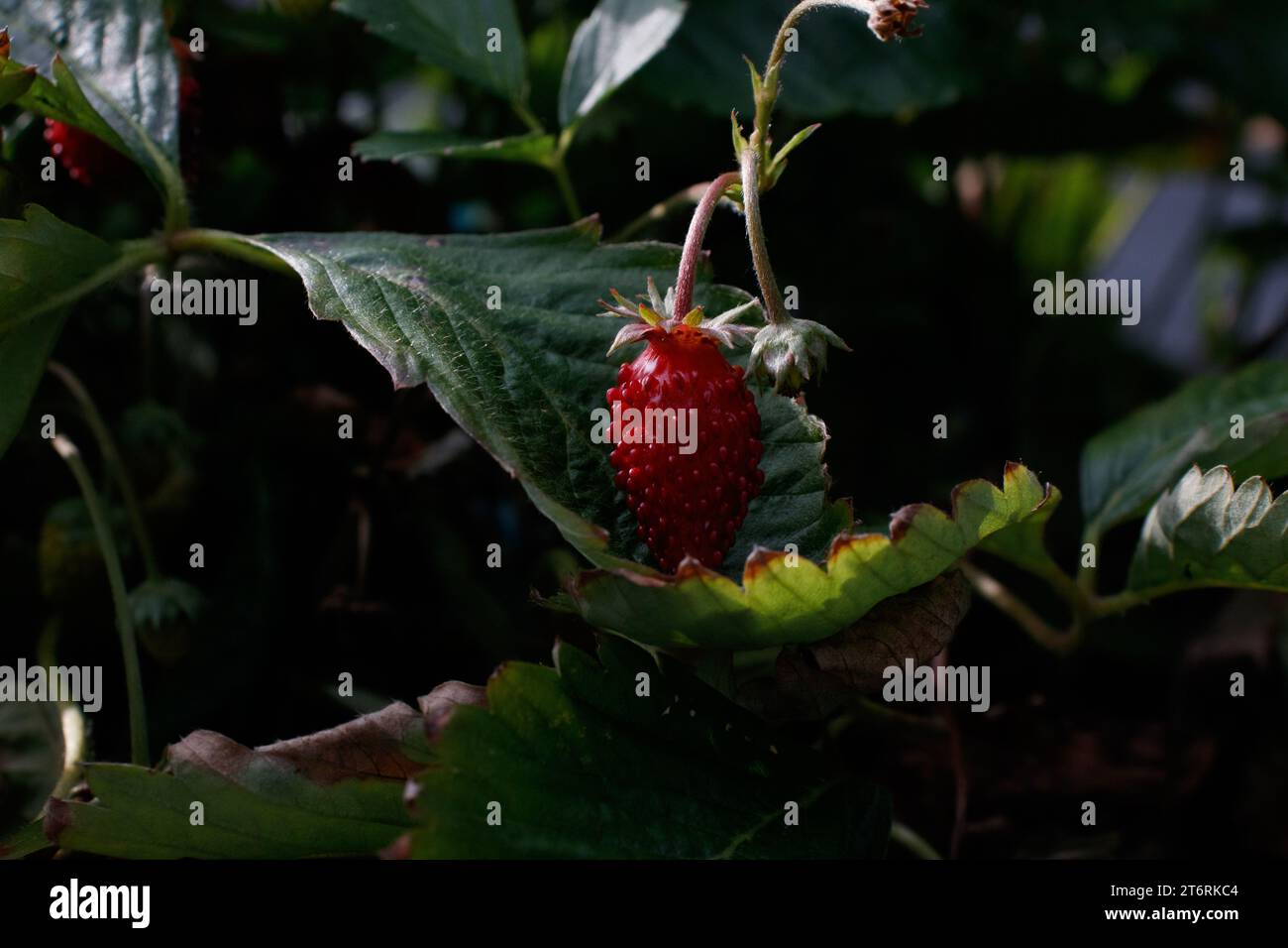 An everbearing strawberry in front of a leafy background Stock Photo ...