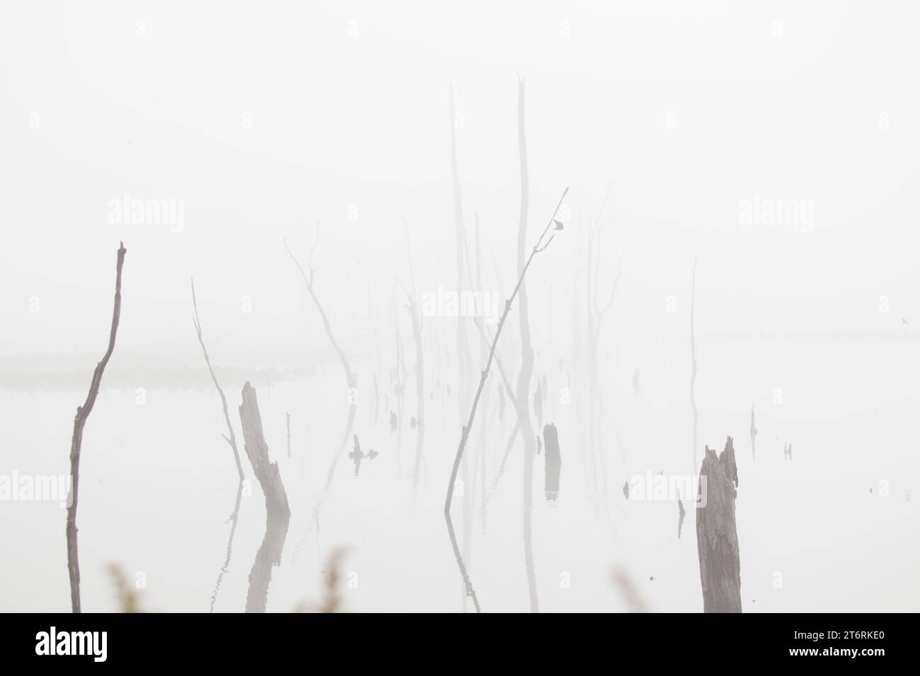 A line of dead trees in a foggy marsh fading into the distance Stock ...