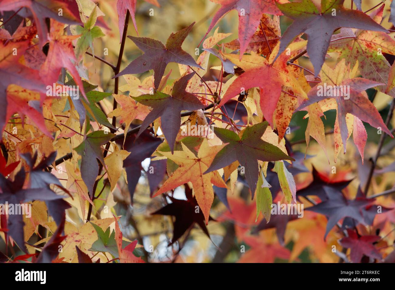 Close up of sweet gum leaves on a tree turning color in the fall Stock ...
