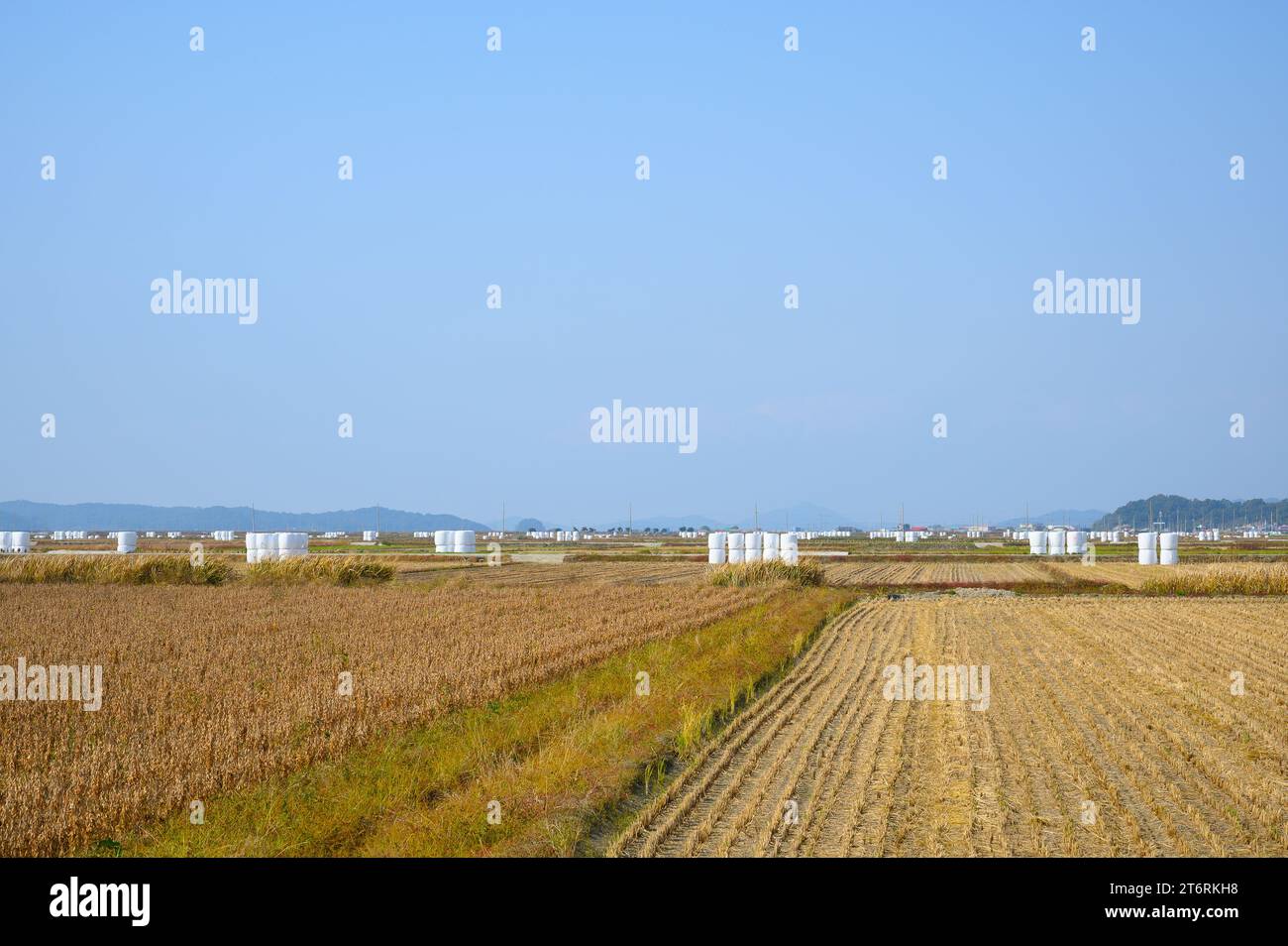 Korean traditional rice farming. Autumn rice field landscape. Korean ...