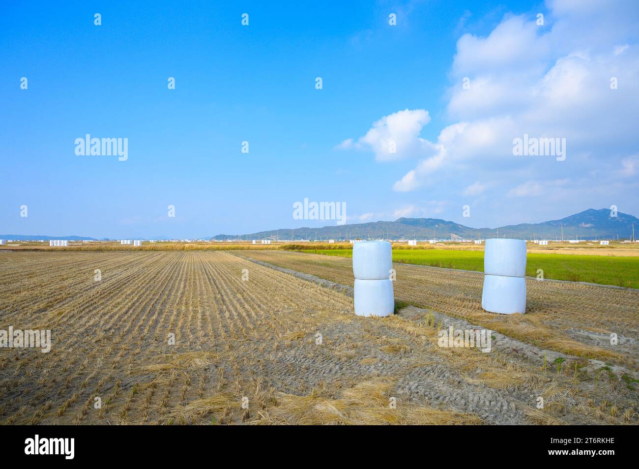 Korean traditional rice farming. Autumn rice field landscape. Korean ...