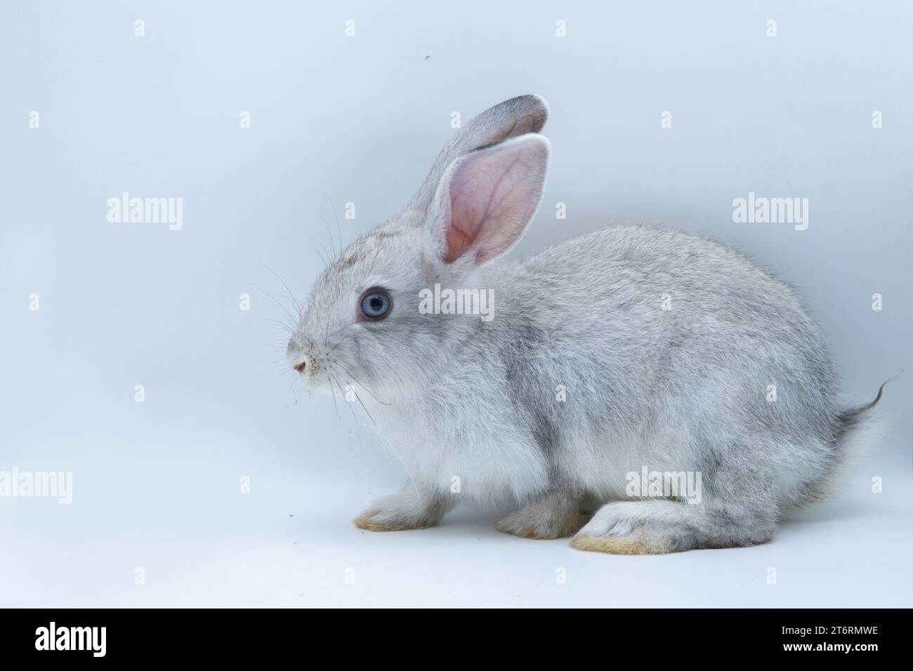 Portrait of a cute brown Asian rabbit standing up on hind legs looking ...