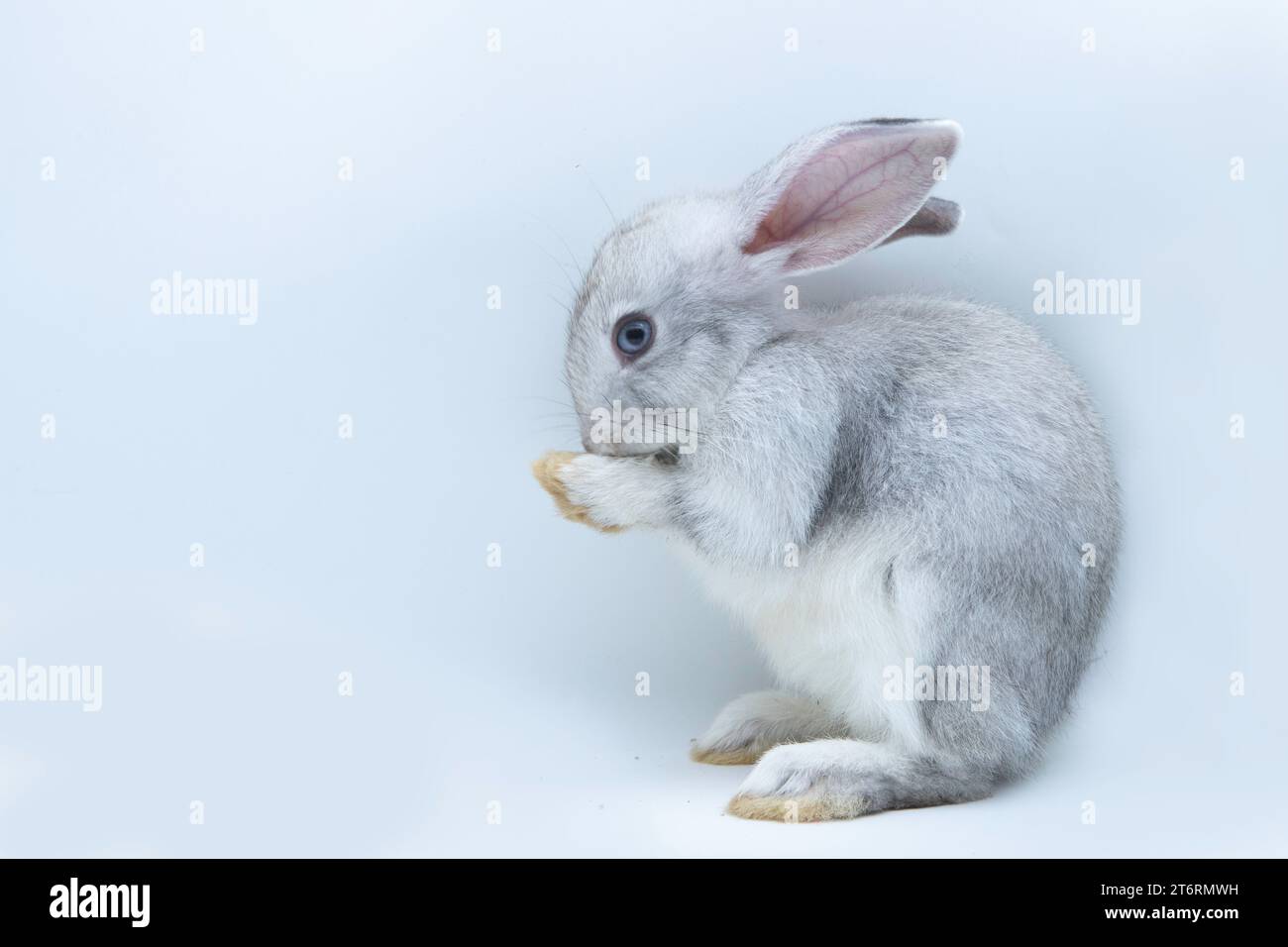 Rabbit hind legs hi-res stock photography and images - Alamy