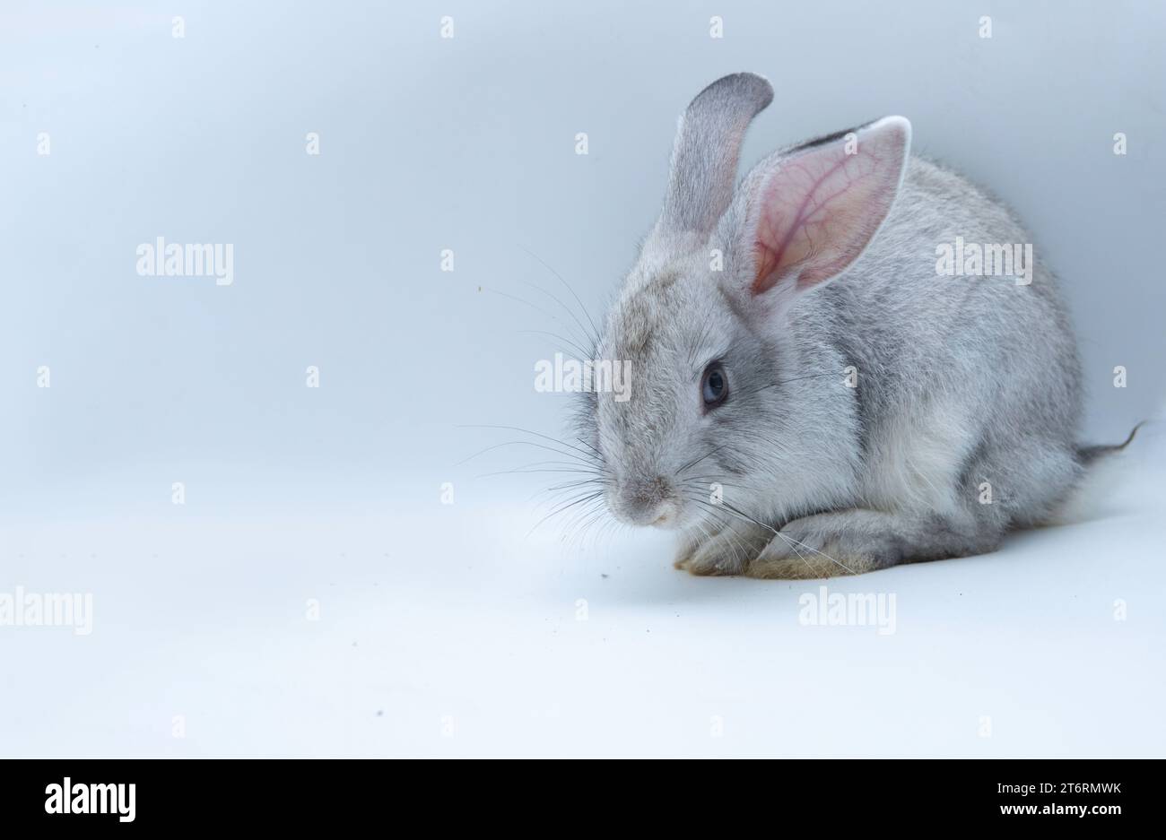 Rabbit standing up on hind legs hi-res stock photography and images - Alamy