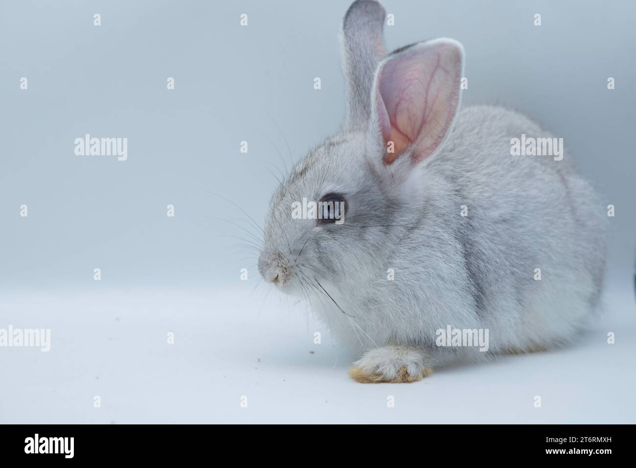 Standing white bunny rabbit hi-res stock photography and images - Alamy