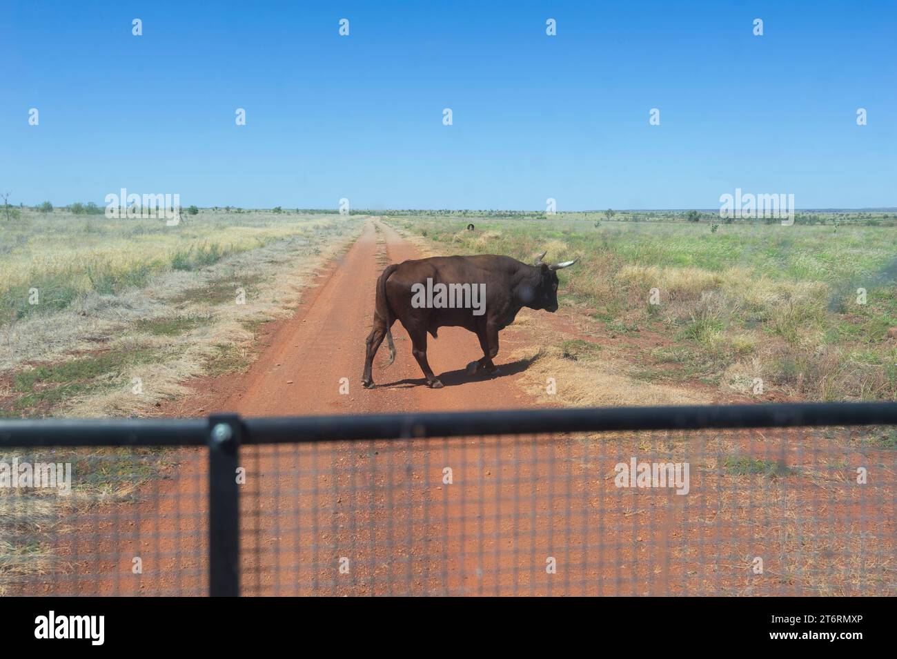 Bull crossing the Duncan Road, a traffic hazard on backroads, Western ...