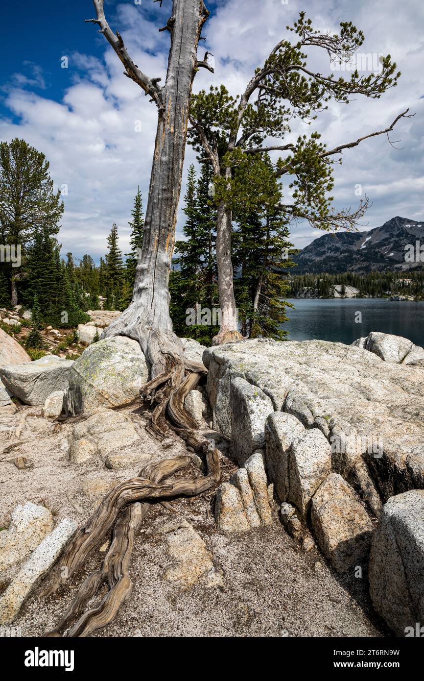 OR02708-00...OREGON - Trees which have sent out long roots looking for ...