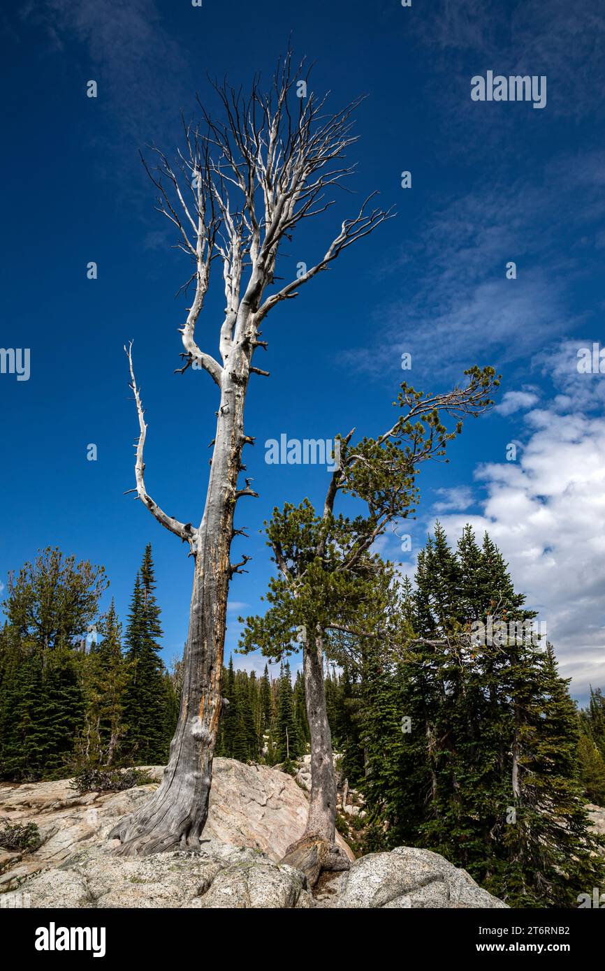 Roots growing into rock hi-res stock photography and images - Alamy