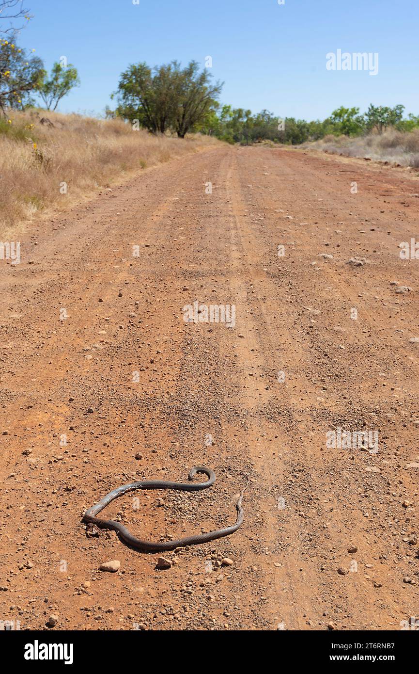 Snake roadkill on the Duncan Road, a Kimberley backroad, Western ...