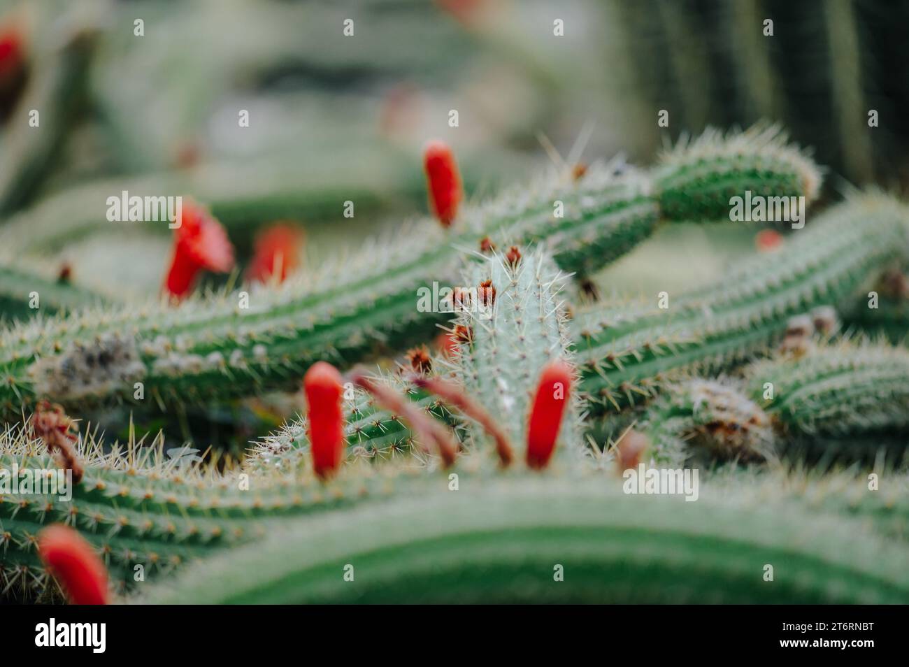 Cactus plant leaves pattern. Natural background. Green leaf texture ...