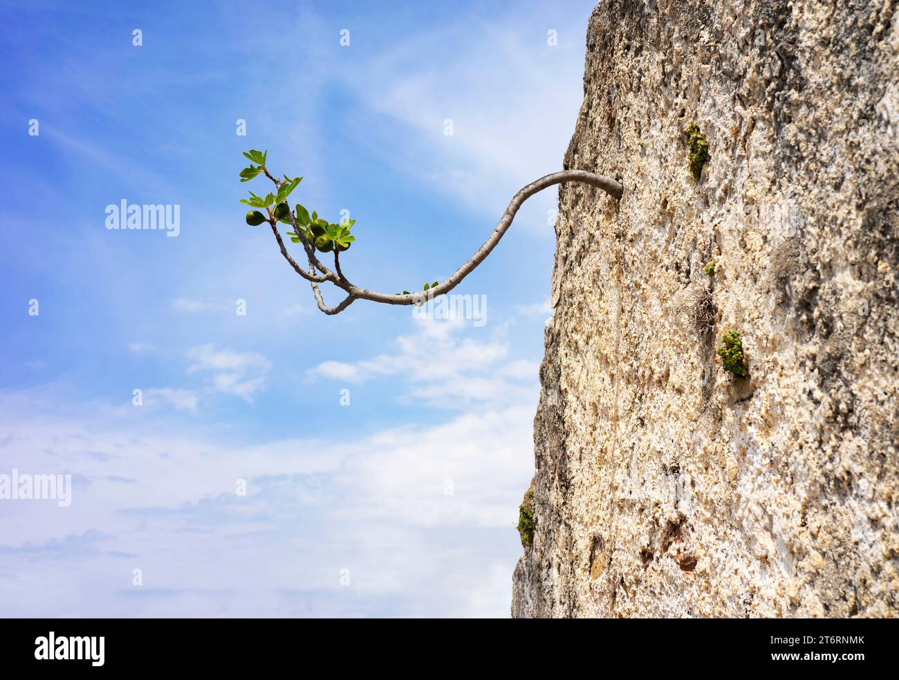 Branch of a fig tree growing through a small wall hole Stock Photo - Alamy