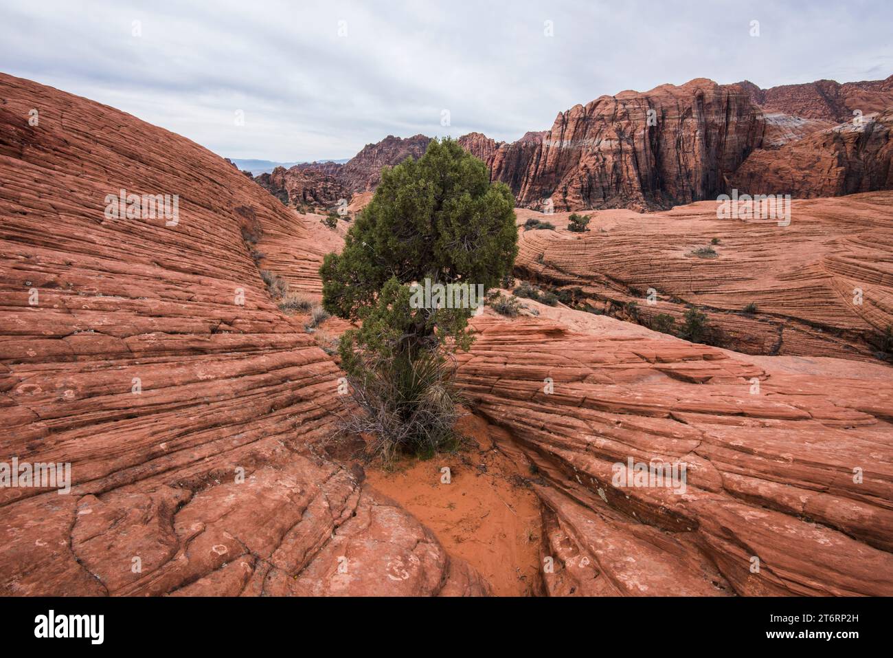 Layers of navajo sandstone create lines in the red rock at snow canyon ...