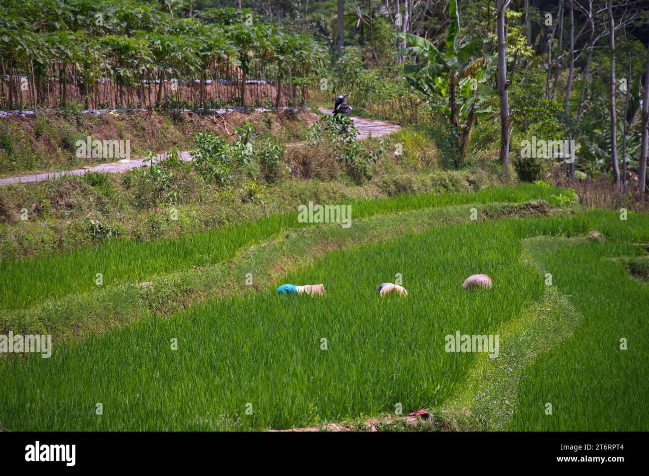 Rice pickers in a rice field in Indonesia Stock Photo - Alamy