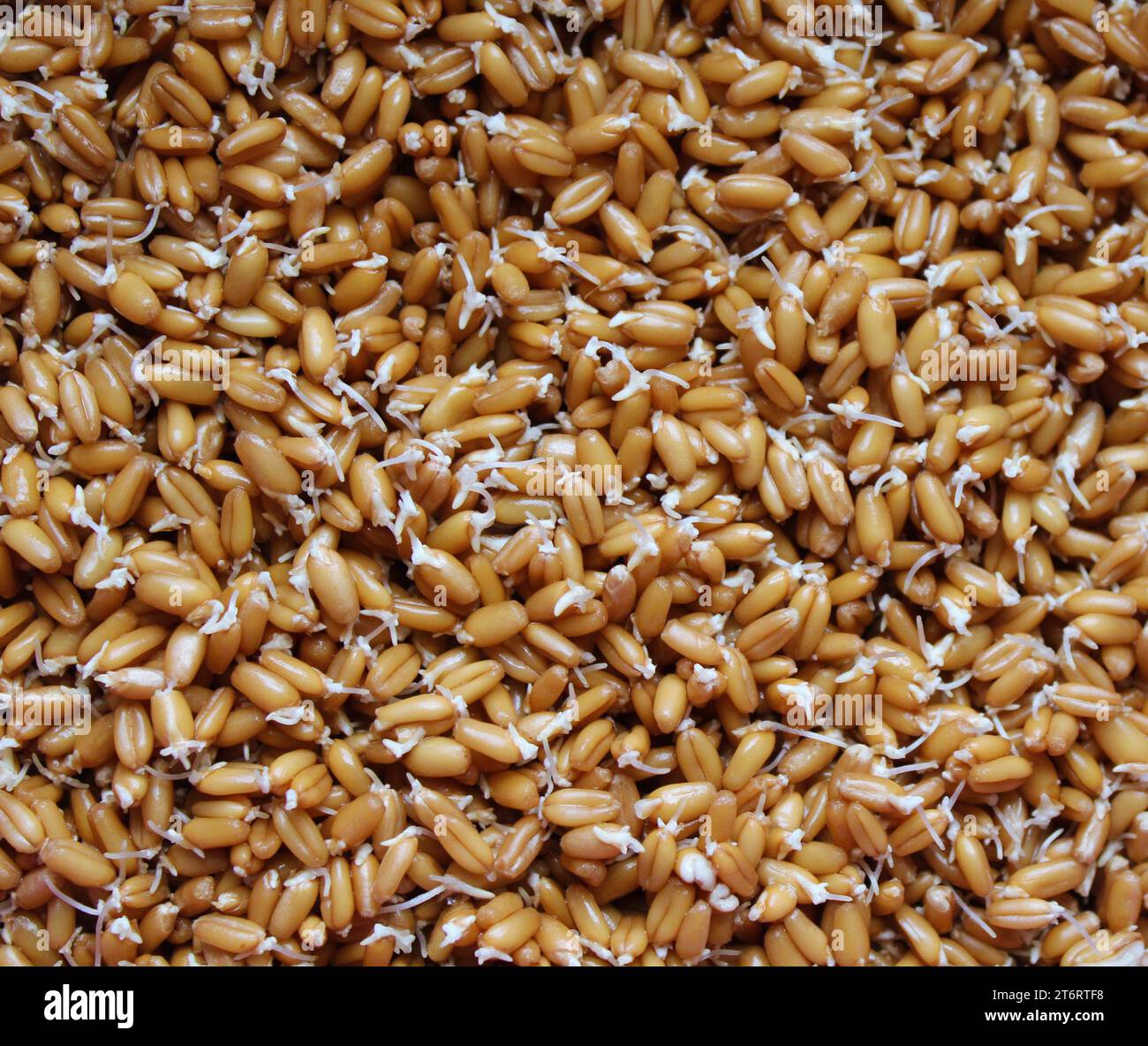 Hard red wheat hi-res stock photography and images - Alamy