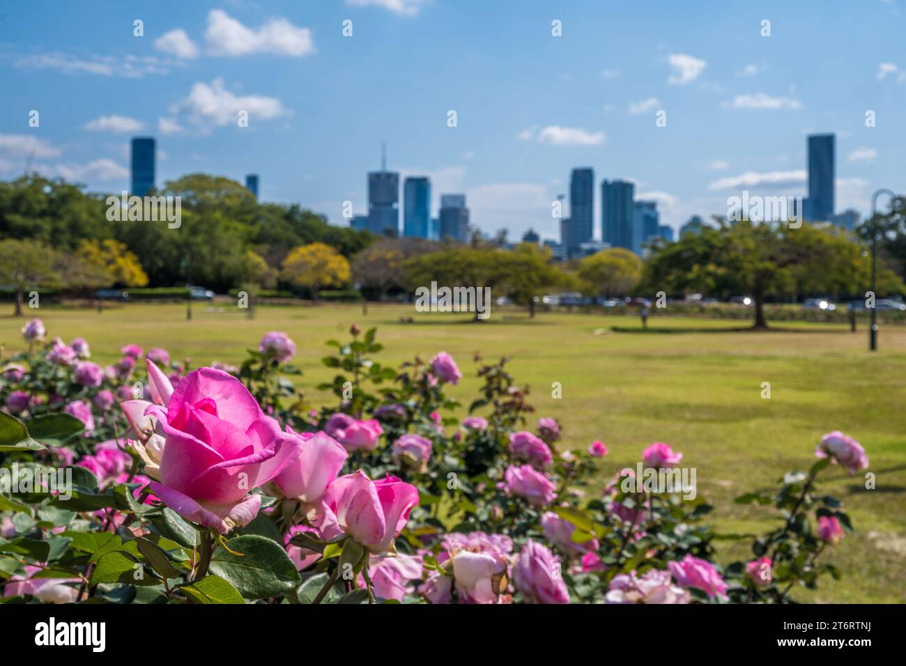 Rose garden with Brisbane city skyline from New Farm Park Stock Photo ...